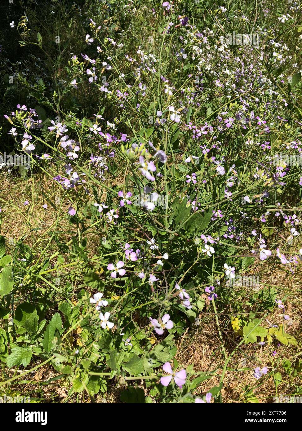 wild and domestic radish (Raphanus raphanistrum sativus) Plantae Stock ...