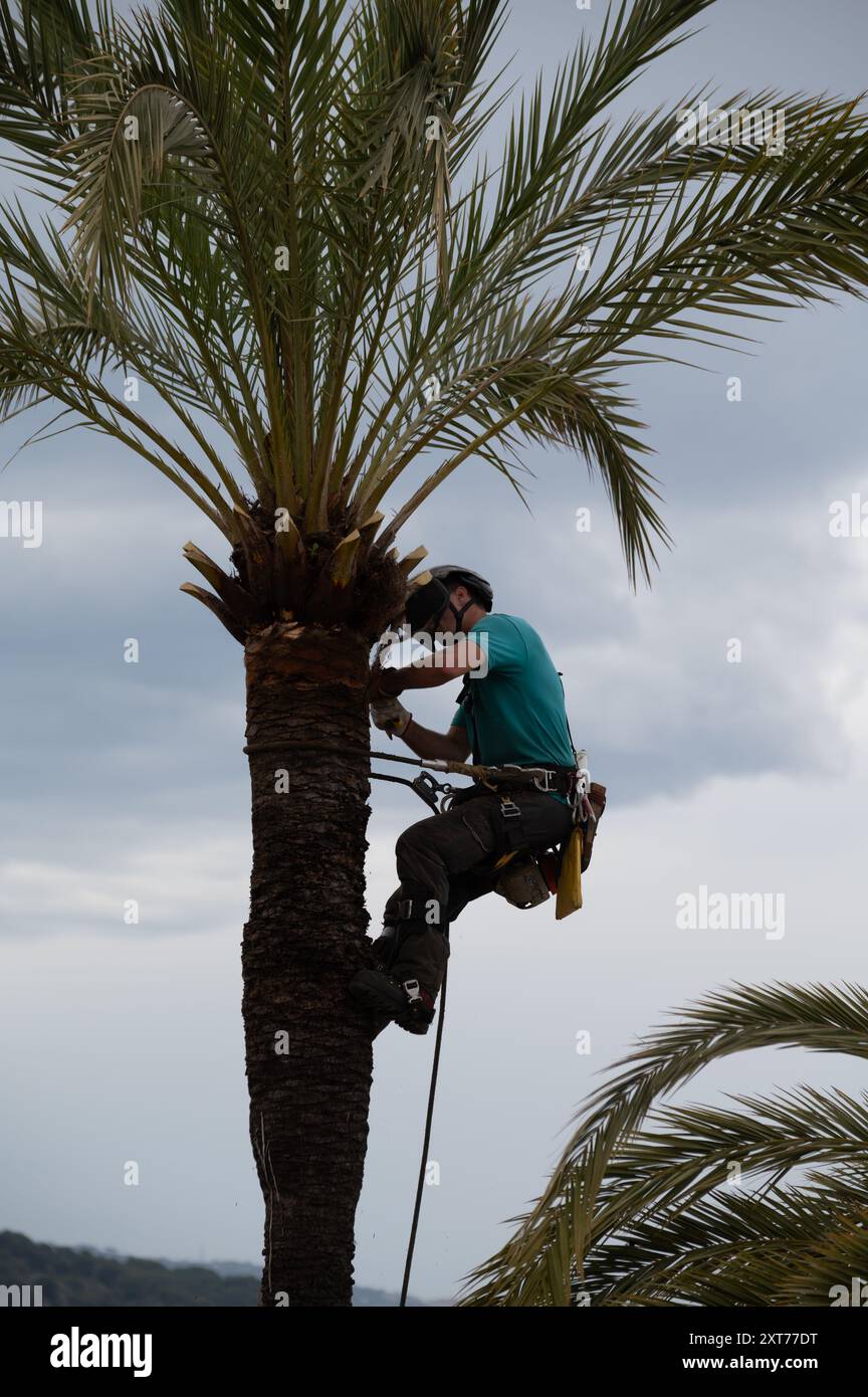Seasonal maintenance work on trunk and leaves of palm trees on the ...