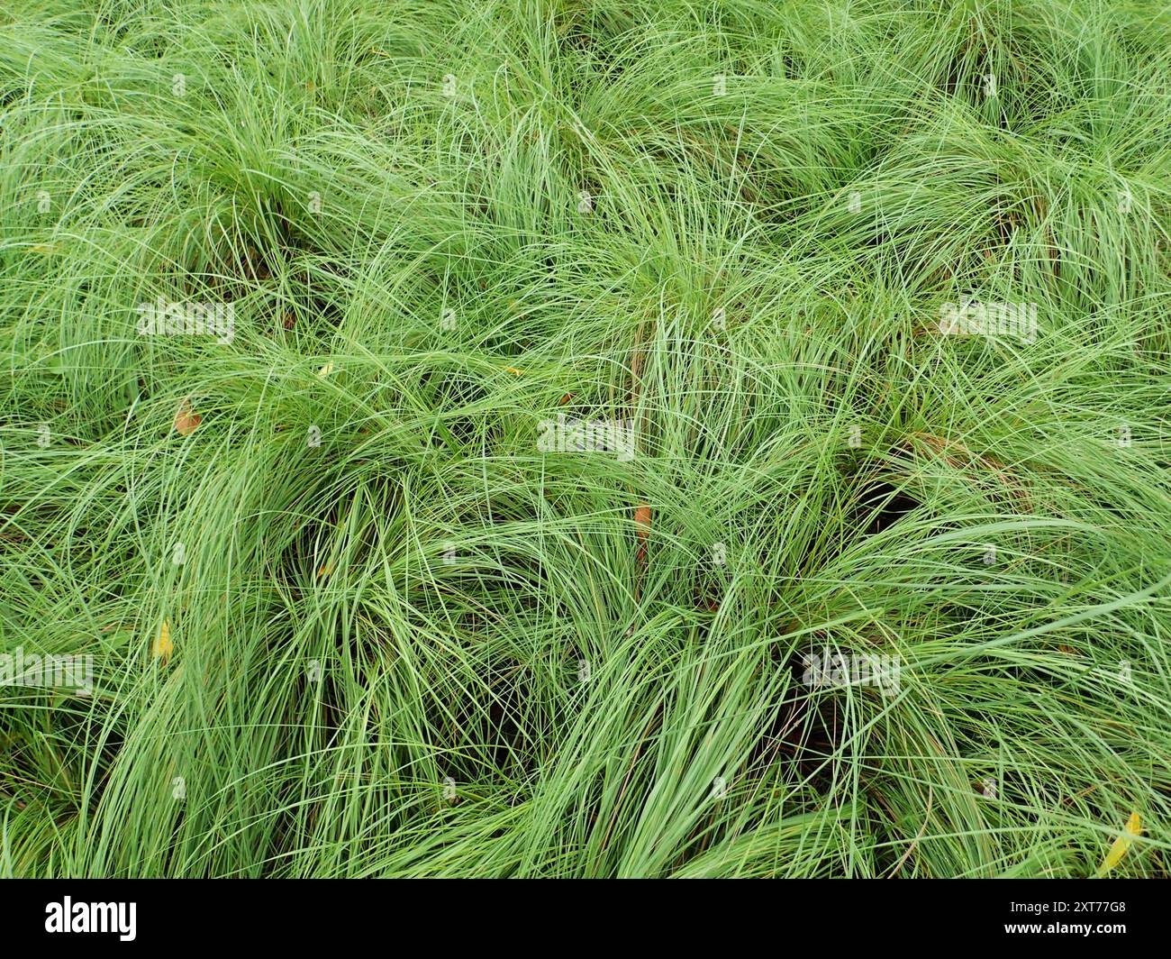 Bahia grass (Paspalum notatum) Plantae Stock Photo - Alamy