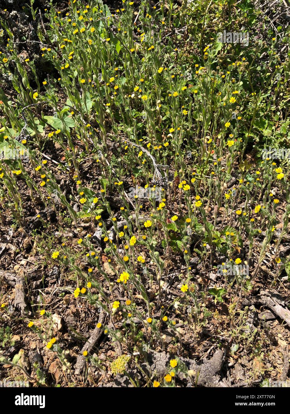 Tall Tidytips (Layia hieracioides) Plantae Stock Photo - Alamy