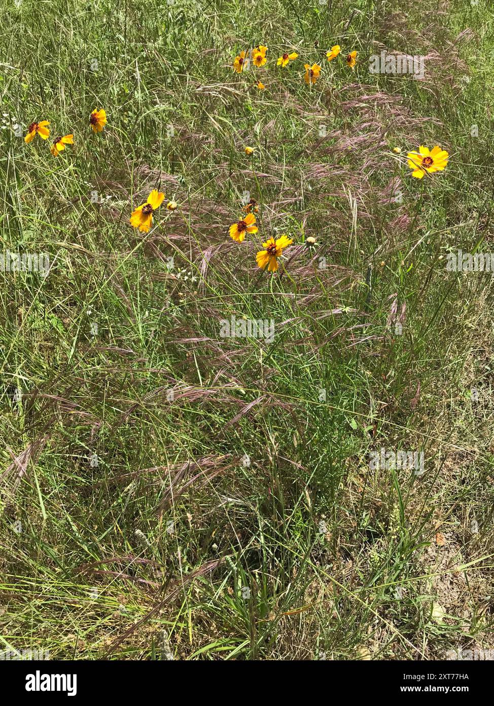 Purple Threeawn (Aristida purpurea) Plantae Stock Photo - Alamy