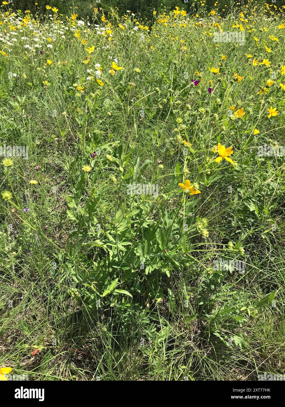 Engelmann daisy (Engelmannia peristenia) Plantae Stock Photo - Alamy