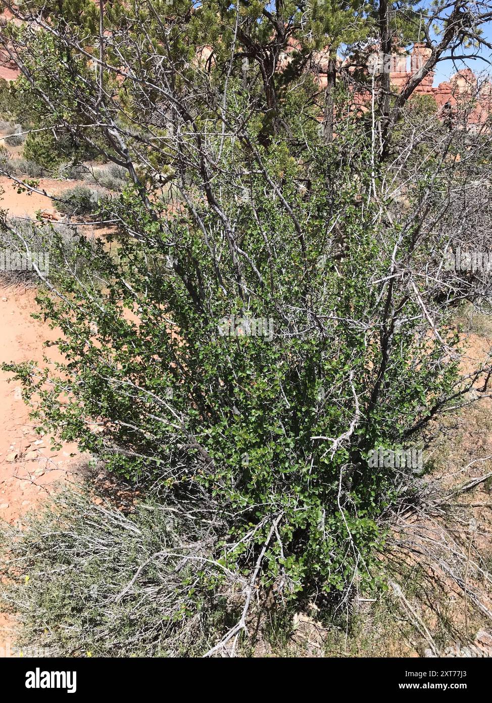 Alderleaf Mountain Mahogany (Cercocarpus montanus) Plantae Stock Photo ...