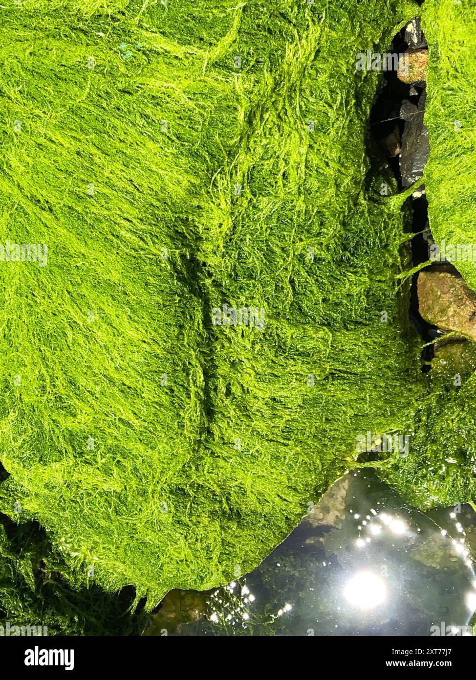 Gutweed (Ulva intestinalis) Plantae Stock Photo - Alamy