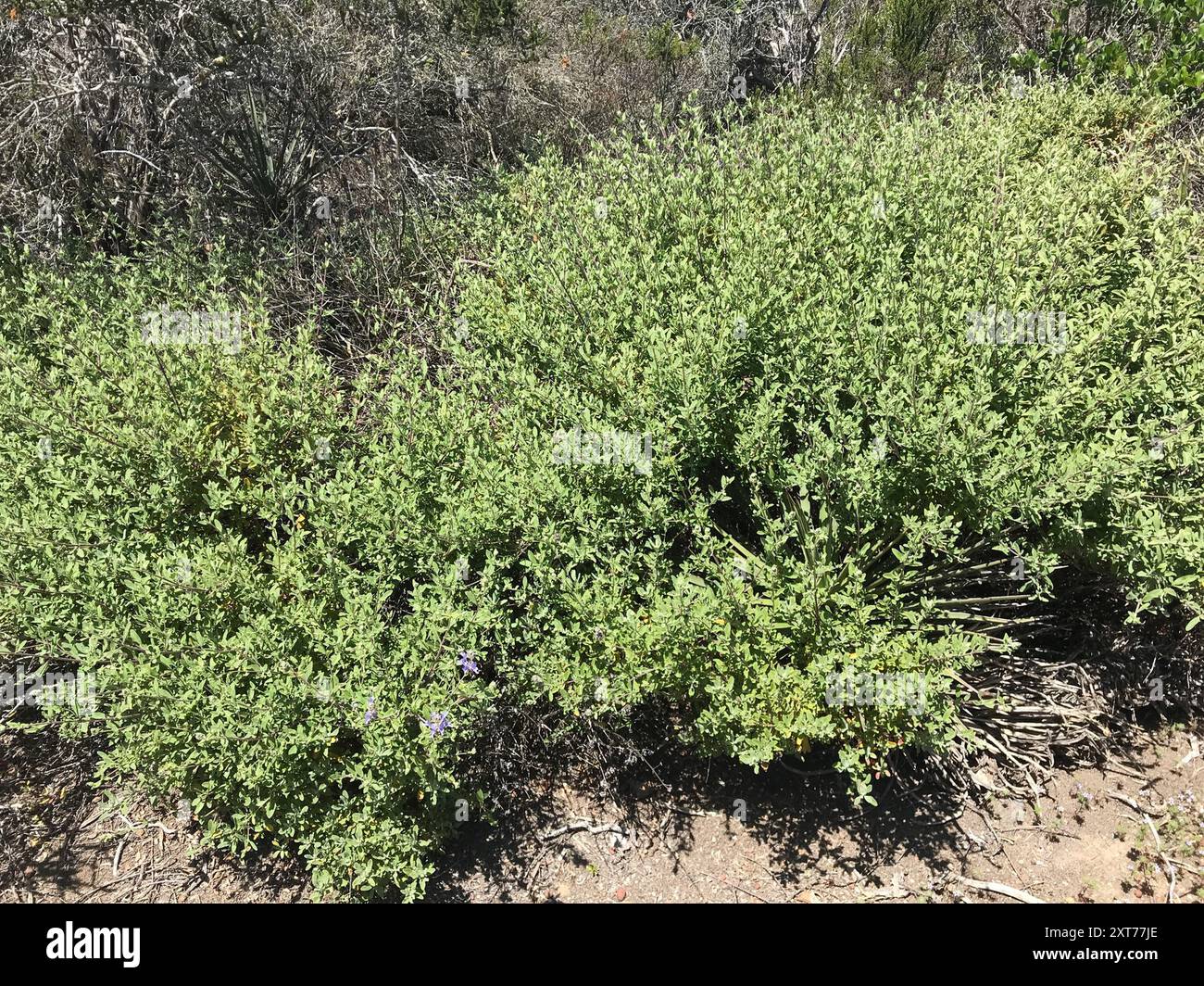 Cleveland Sage (Salvia clevelandii) Plantae Stock Photo - Alamy