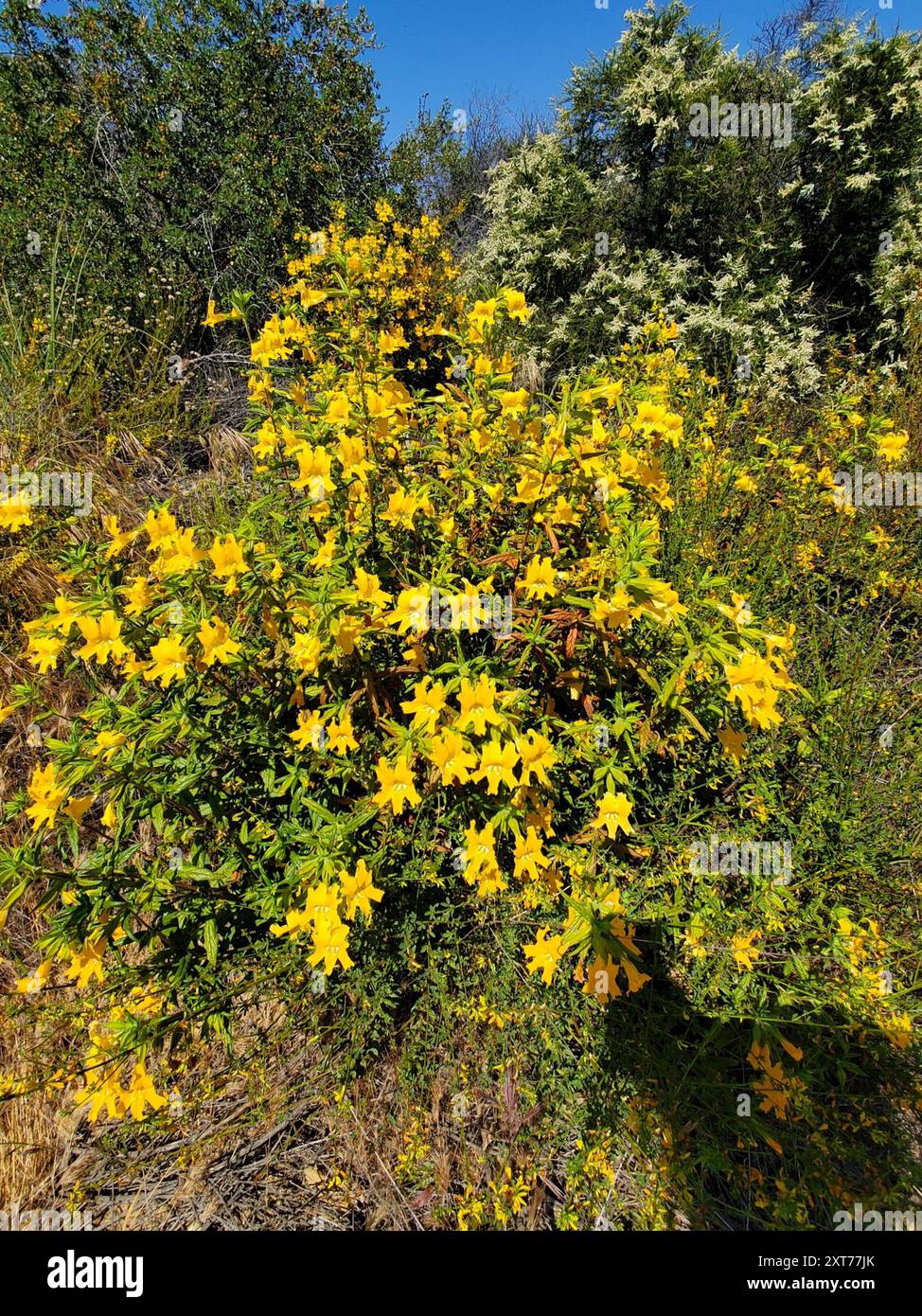 southern bush monkeyflower (Diplacus longiflorus) Plantae Stock Photo ...