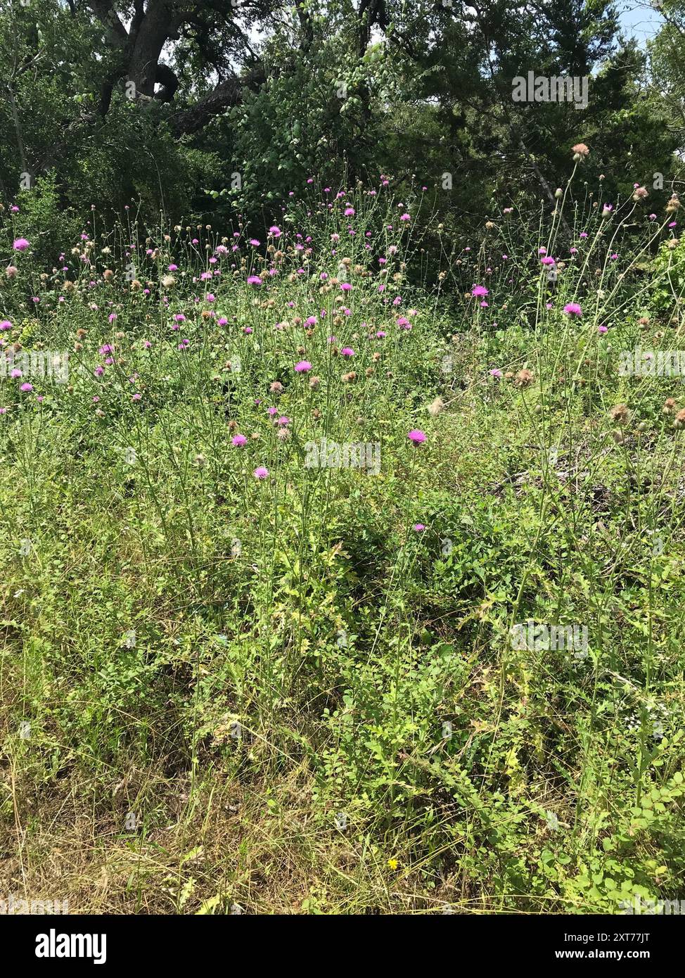 Texas Thistle (Cirsium texanum) Plantae Stock Photo - Alamy
