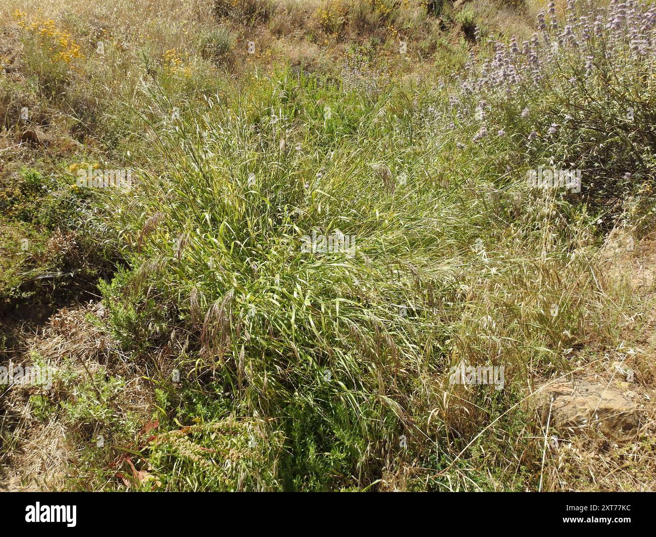 Smilo Grass (Oloptum miliaceum) Plantae Stock Photo - Alamy