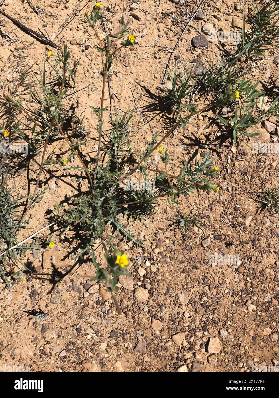 Whitestem Blazingstar (Mentzelia albicaulis) Plantae Stock Photo - Alamy