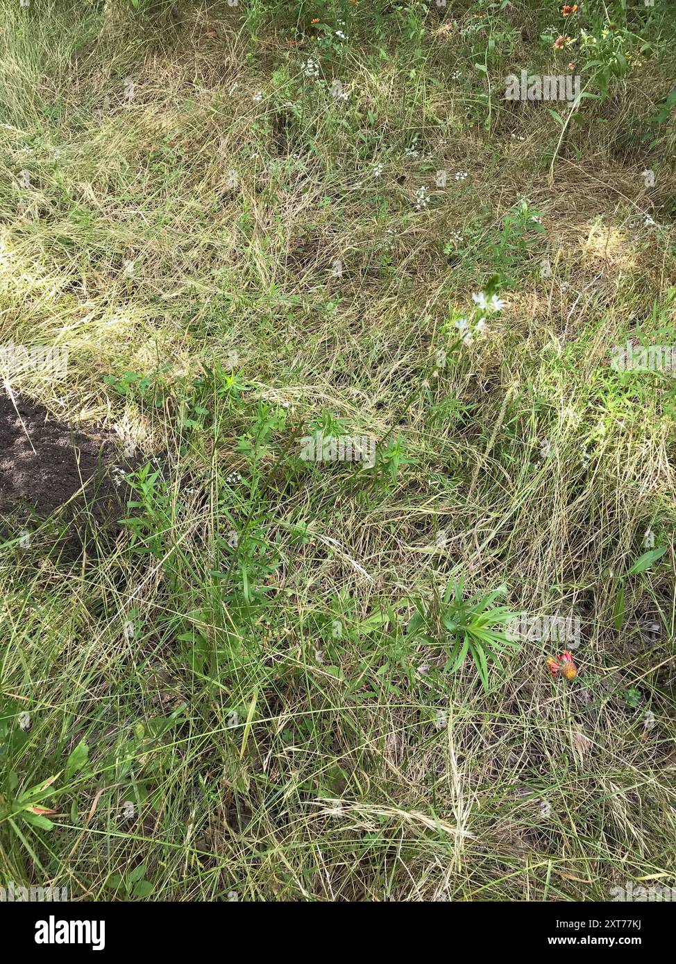 roadside gaura (Oenothera suffulta) Plantae Stock Photo - Alamy