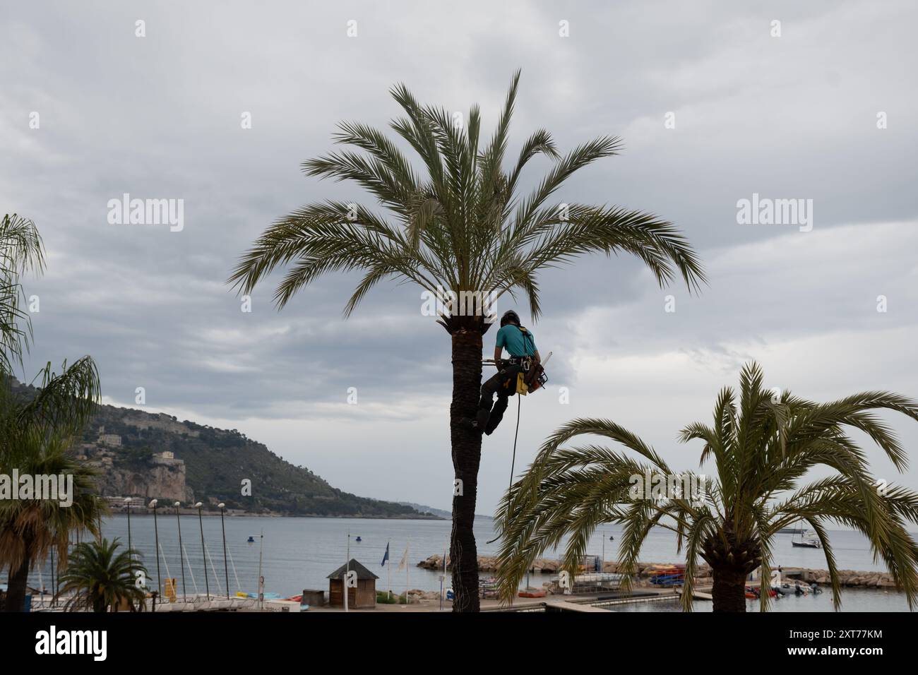 Seasonal maintenance work on trunk and leaves of palm trees on the ...
