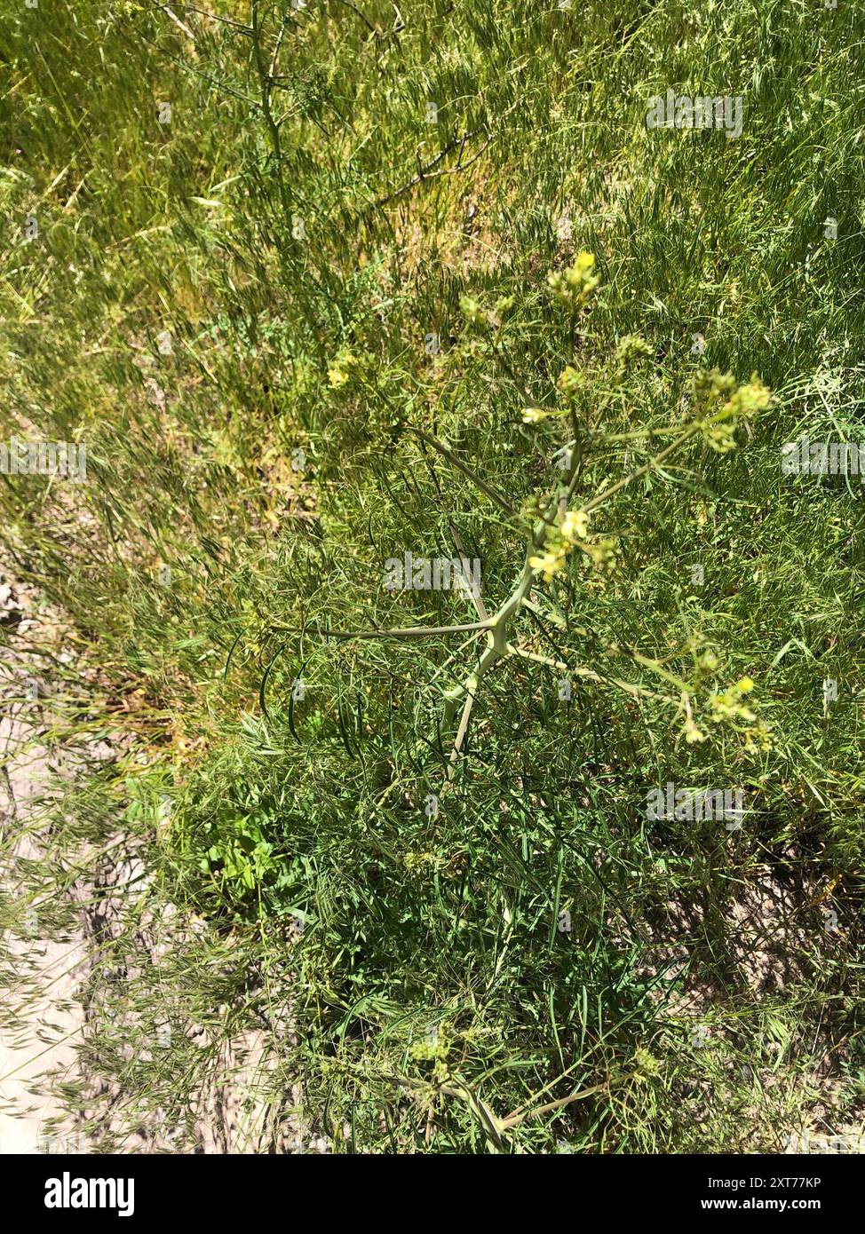 Western Tansymustard (Descurainia pinnata) Plantae Stock Photo - Alamy