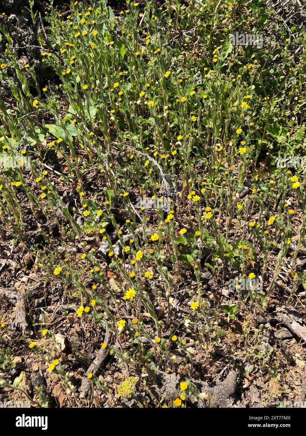 Tall Tidytips (Layia hieracioides) Plantae Stock Photo - Alamy