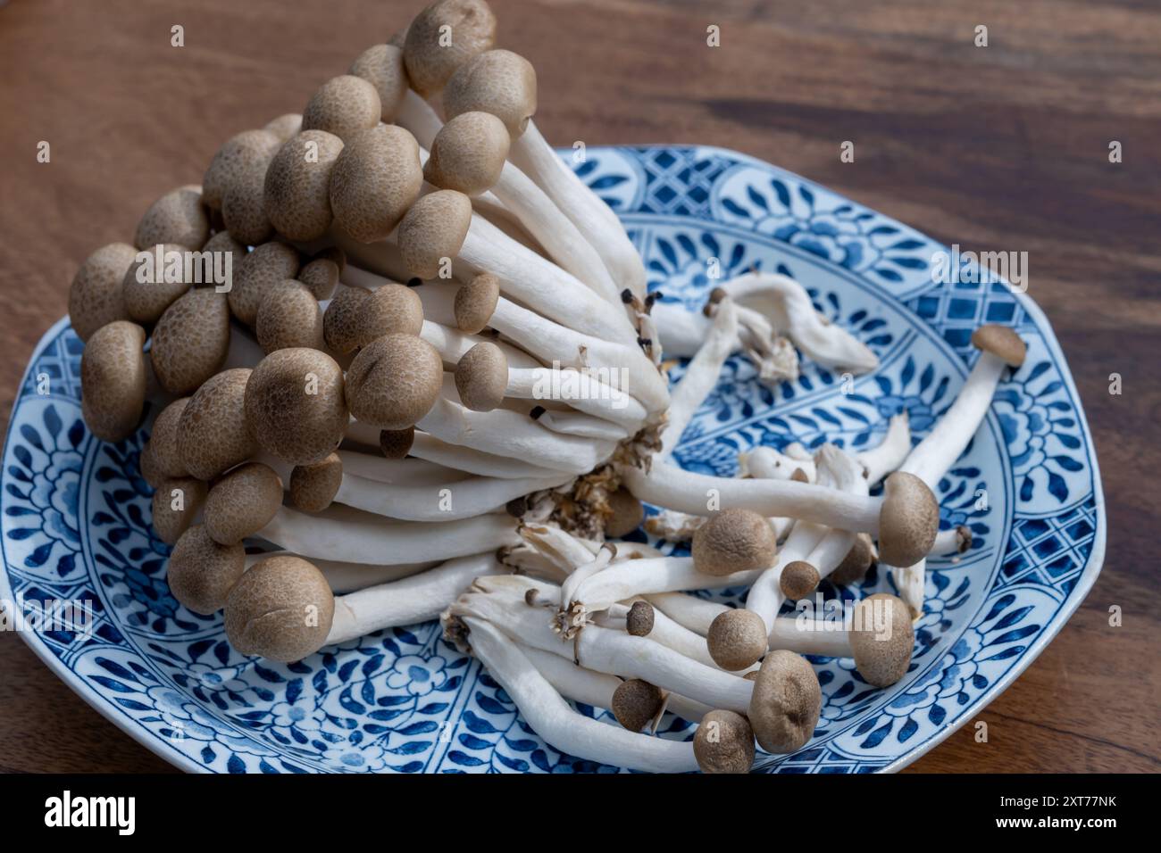 Fresh brown shimeji edible mushrooms native to East Asia, buna-shimeji ...