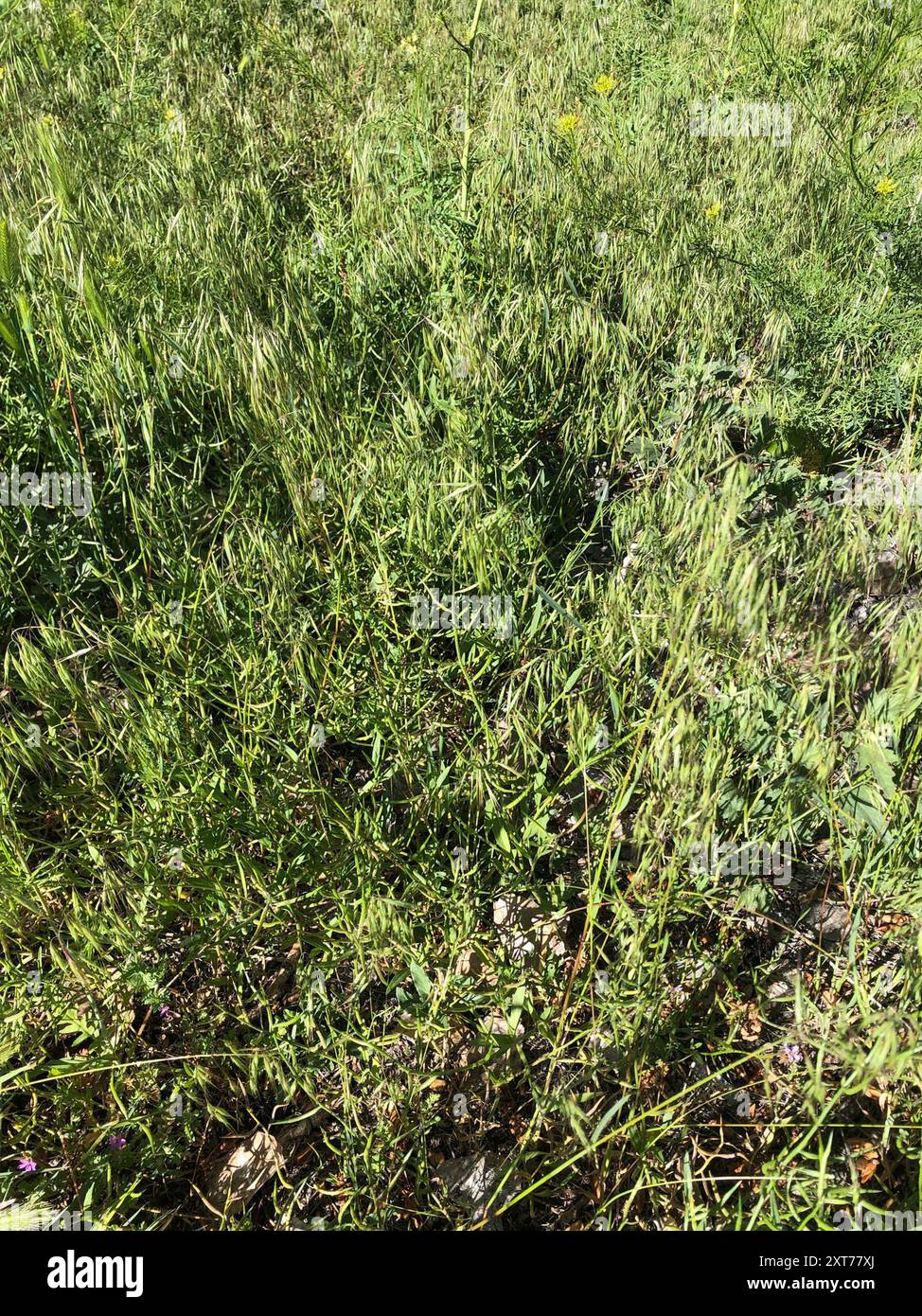Cheatgrass hi-res stock photography and images - Alamy