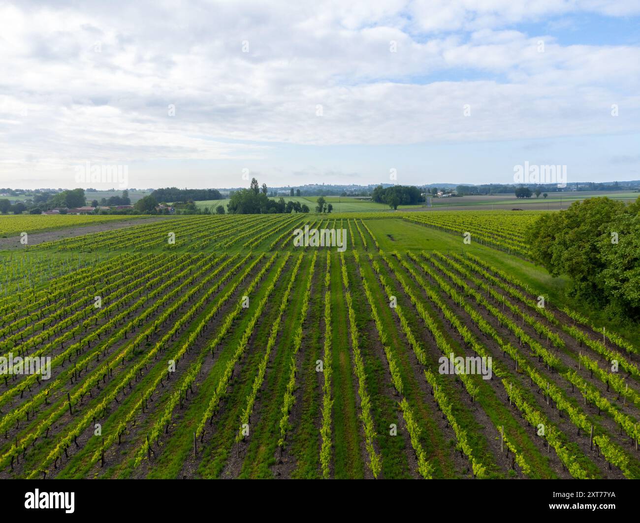 Summer on vineyards of Cognac white wine region, Charente, white ugni ...