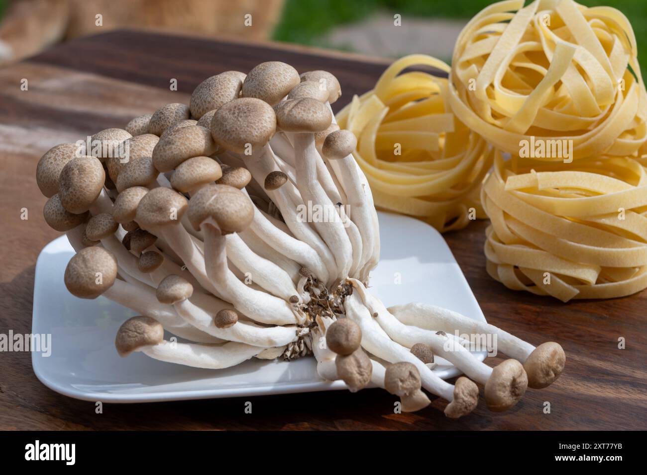 Making tagliatelle pasta with brown shimeji edible mushrooms, buna ...