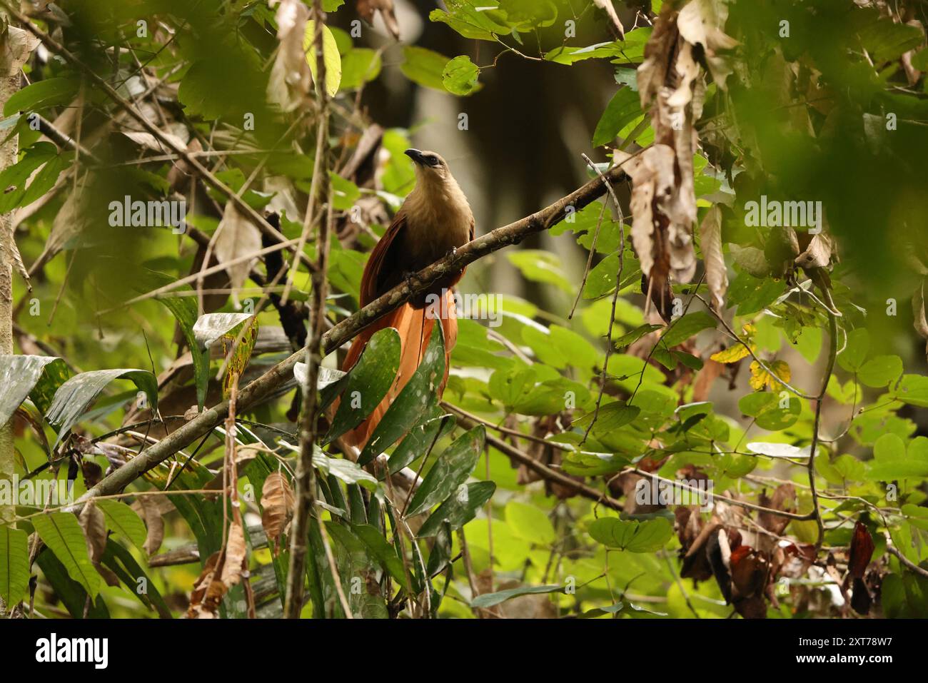 Bay coucal (Centropus celebensis) is a species of cuckoo in the family Cuculidae. It is endemic ...