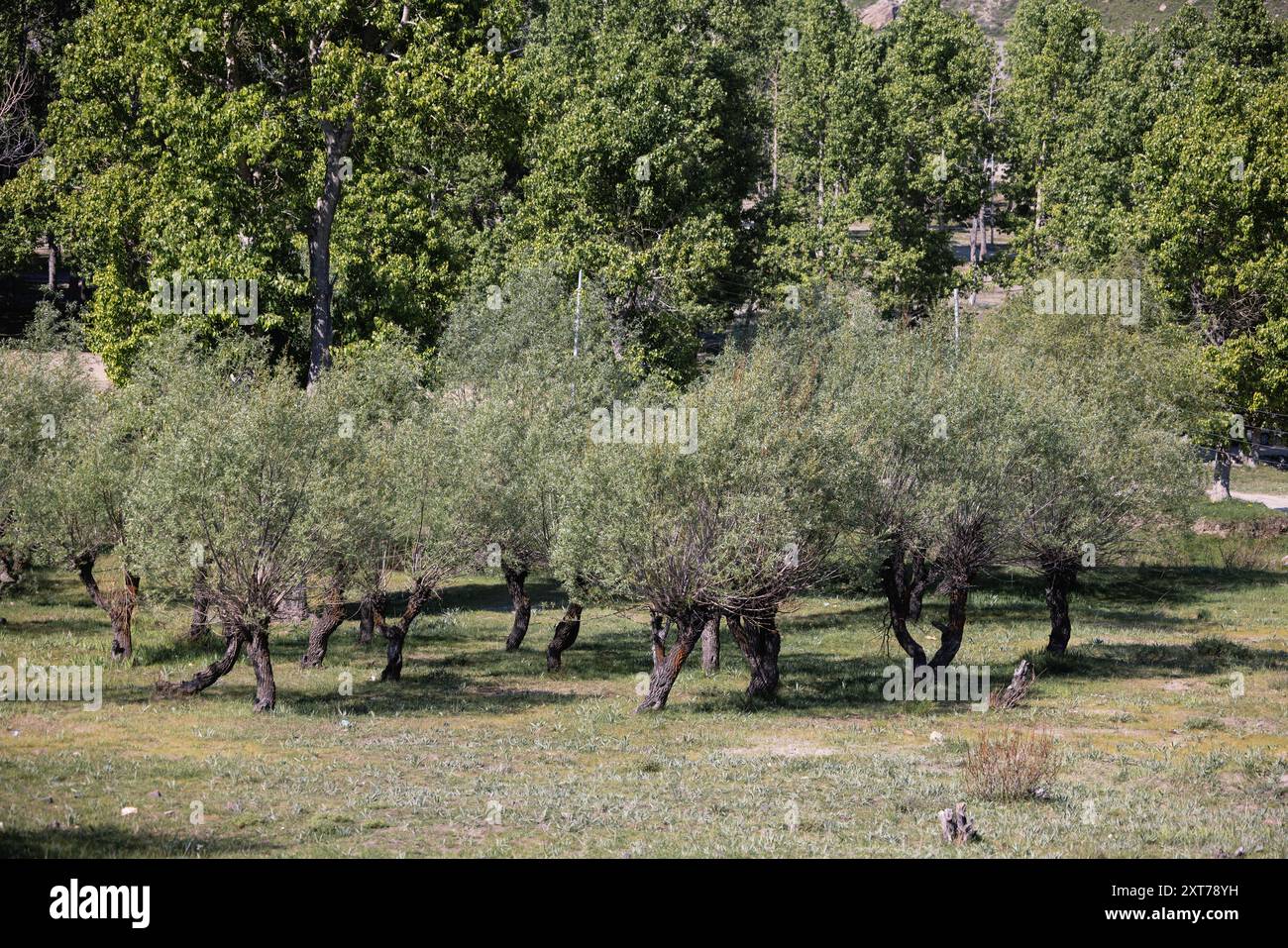 Apple trees valley in the summer, summer nature view Stock Photo - Alamy