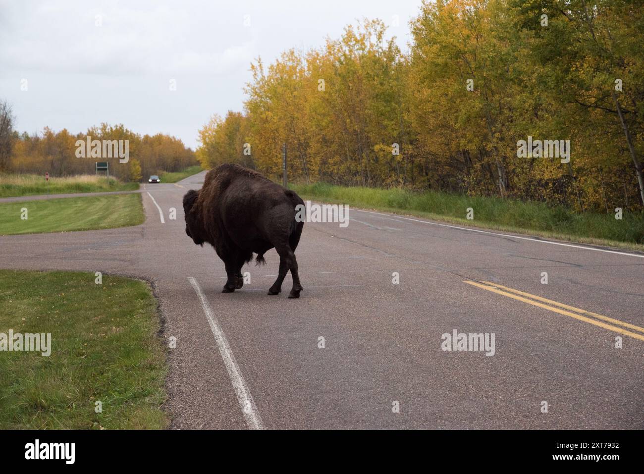 plains bison roaming along main road and parking area in Elk Island ...