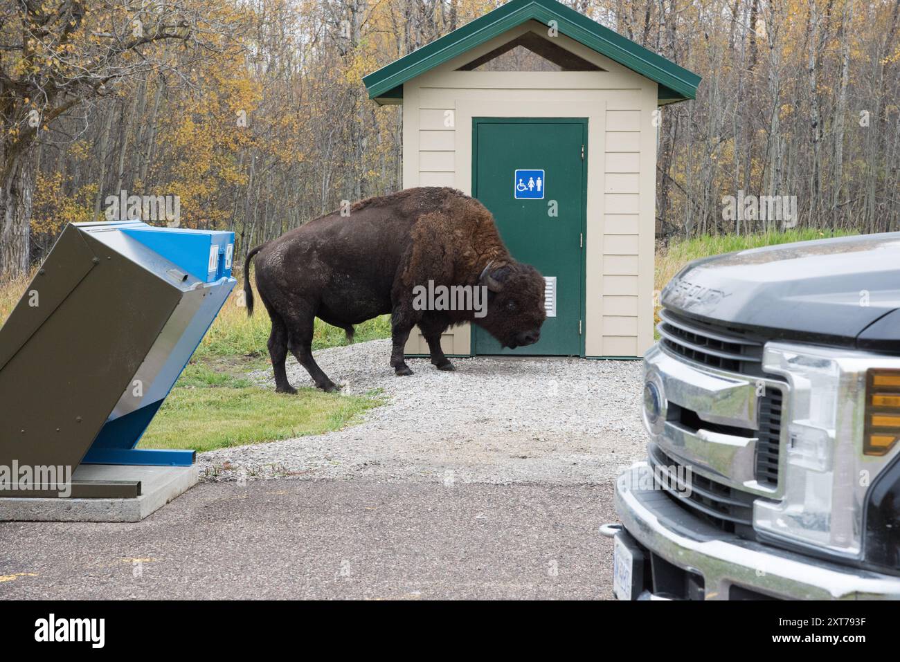 plains bison roaming along main road and parking area in Elk Island ...