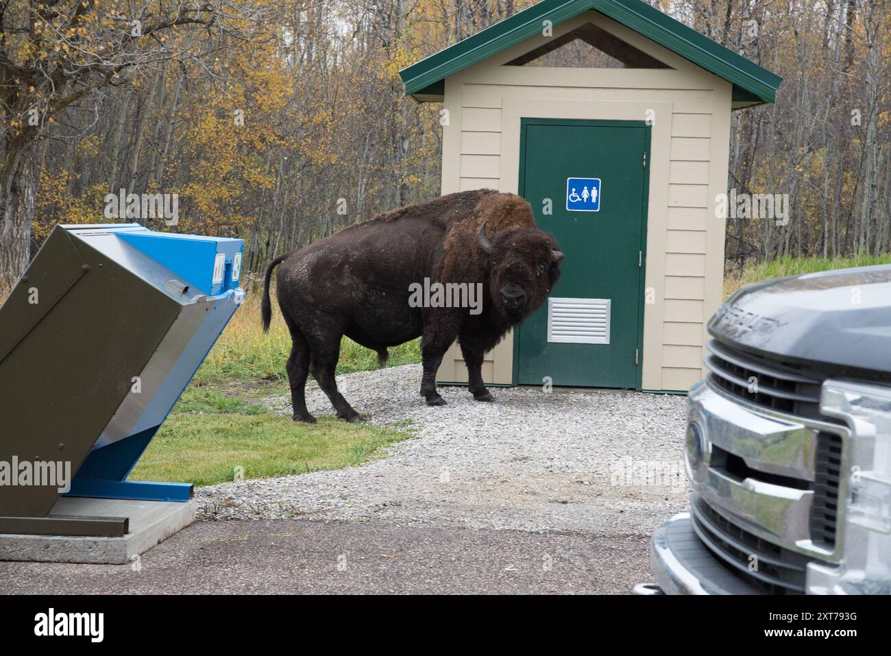 plains bison roaming along main road and parking area in Elk Island ...