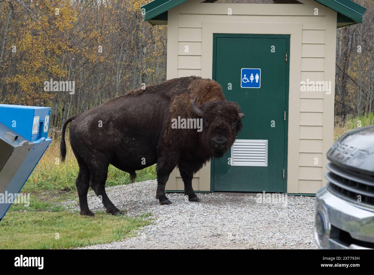 plains bison roaming along main road and parking area in Elk Island ...