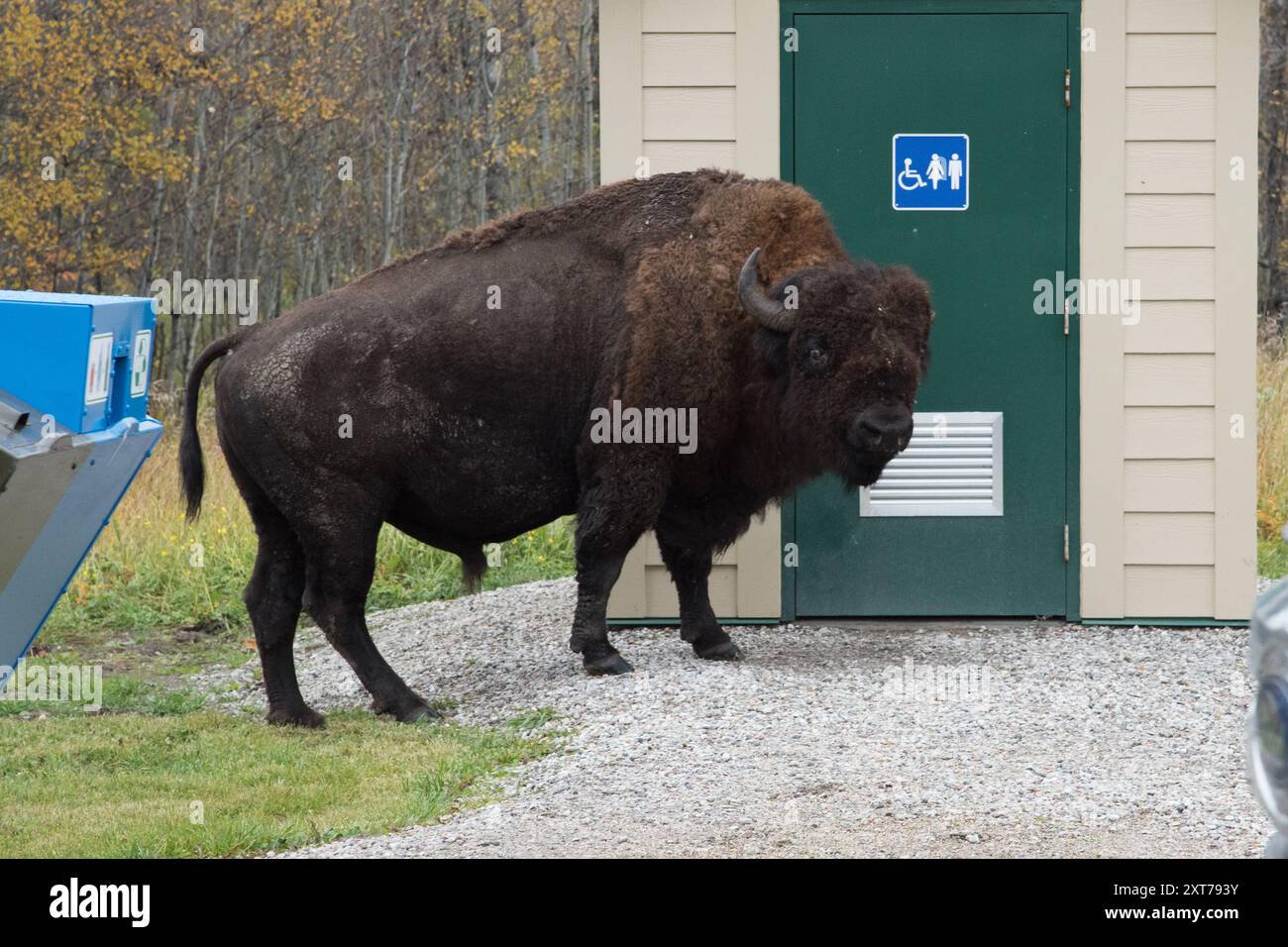 plains bison roaming along main road and parking area in Elk Island ...