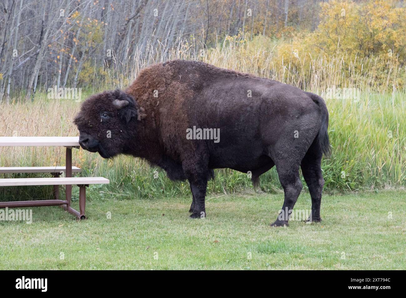 plains bison roaming along main road and parking area in Elk Island ...