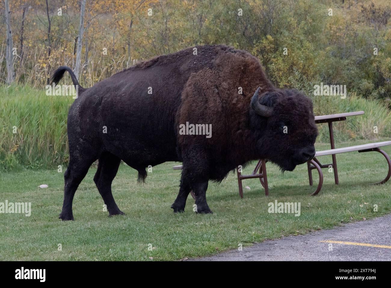 plains bison roaming along main road and parking area in Elk Island ...