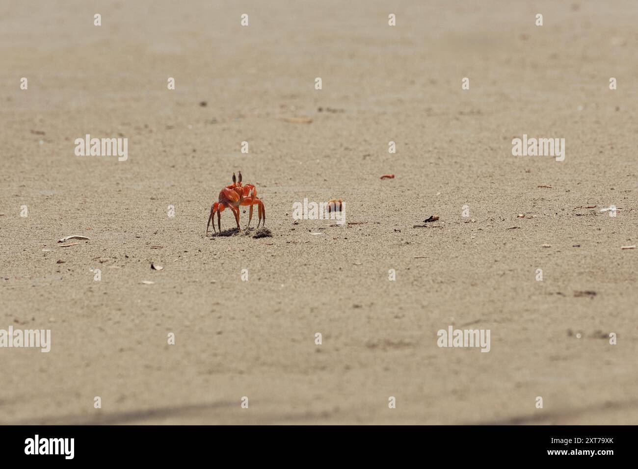 Close-Up of a Vibrant Red Crab on the Sandy Shores of Colombia ...