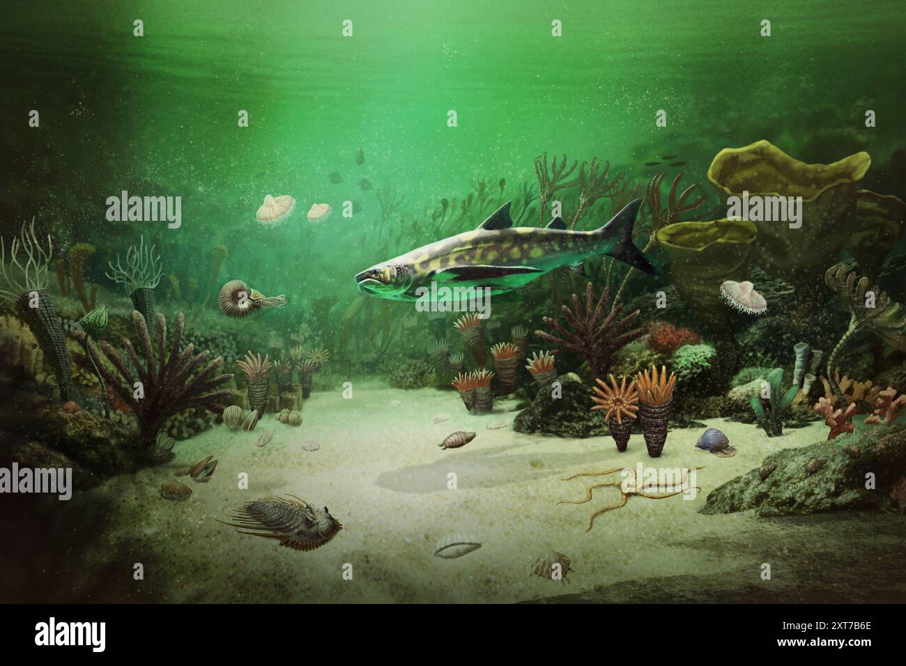 Carboniferous marine fauna, illustration. The Carboniferous period was ...