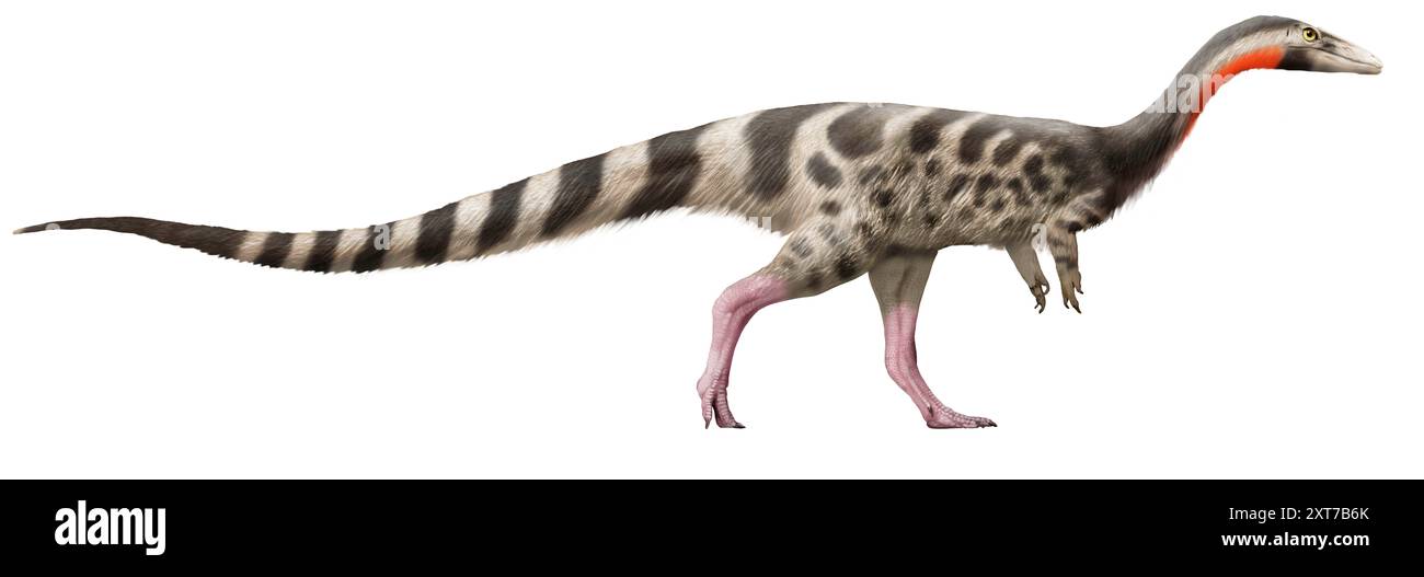 Coelophysis sp. dinosaur, illustration. Coelophysis was one of the ...