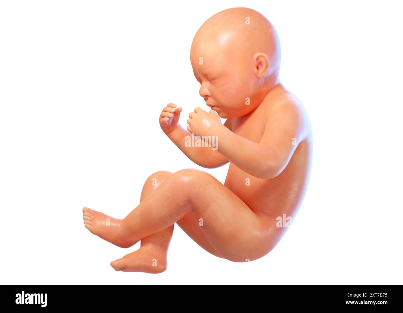 Illustration of a human newborn baby Stock Photo - Alamy