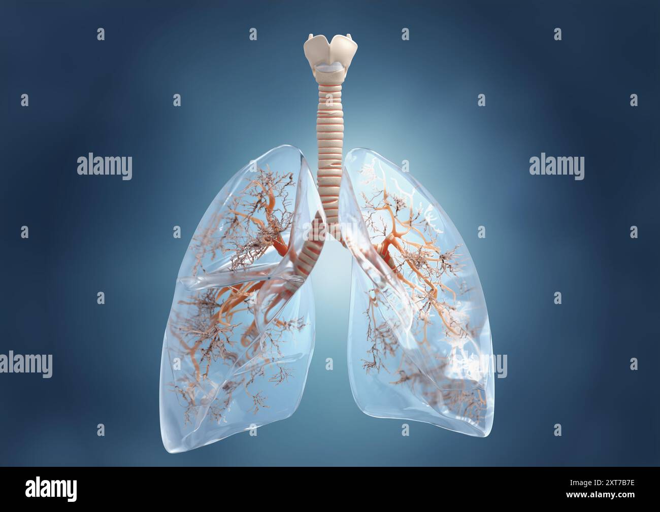 Illustration of the human lung anatomy showing the branching of the ...