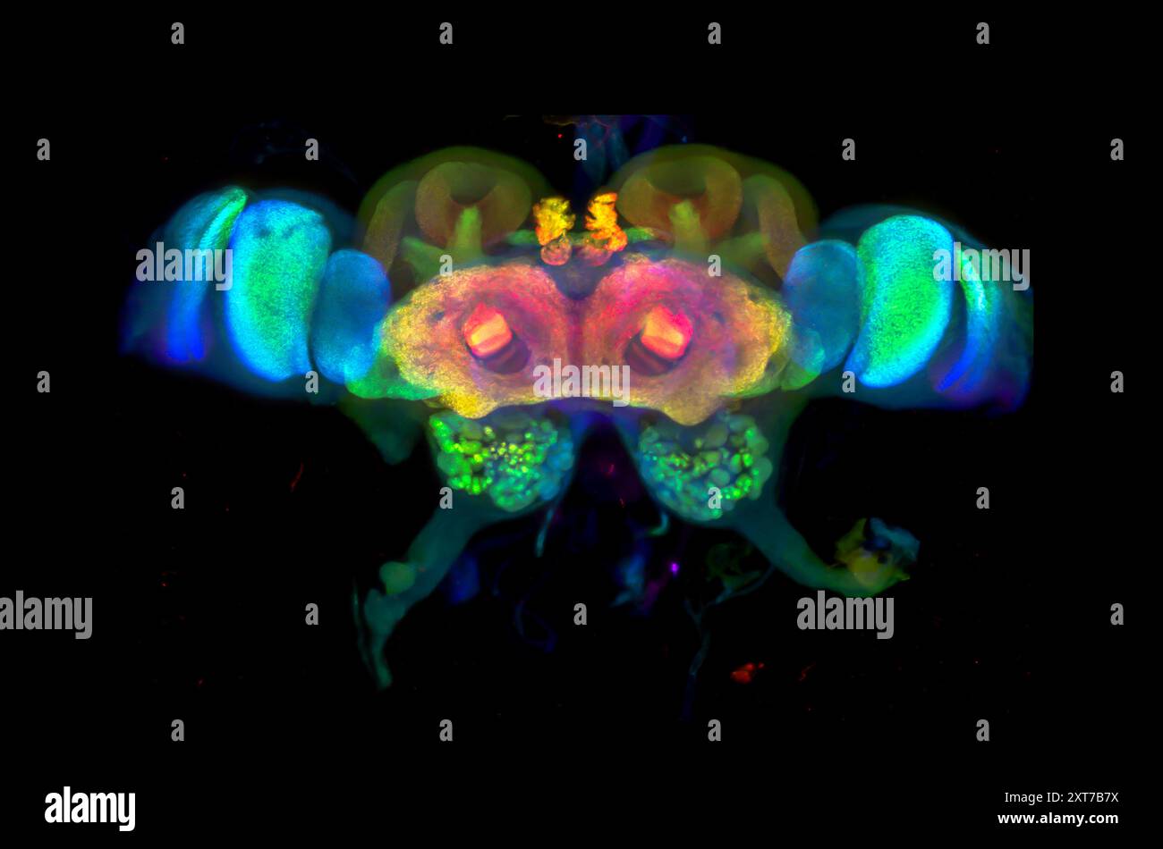 Confocal light micrograph of ant (family Formicidae) brain structures ...