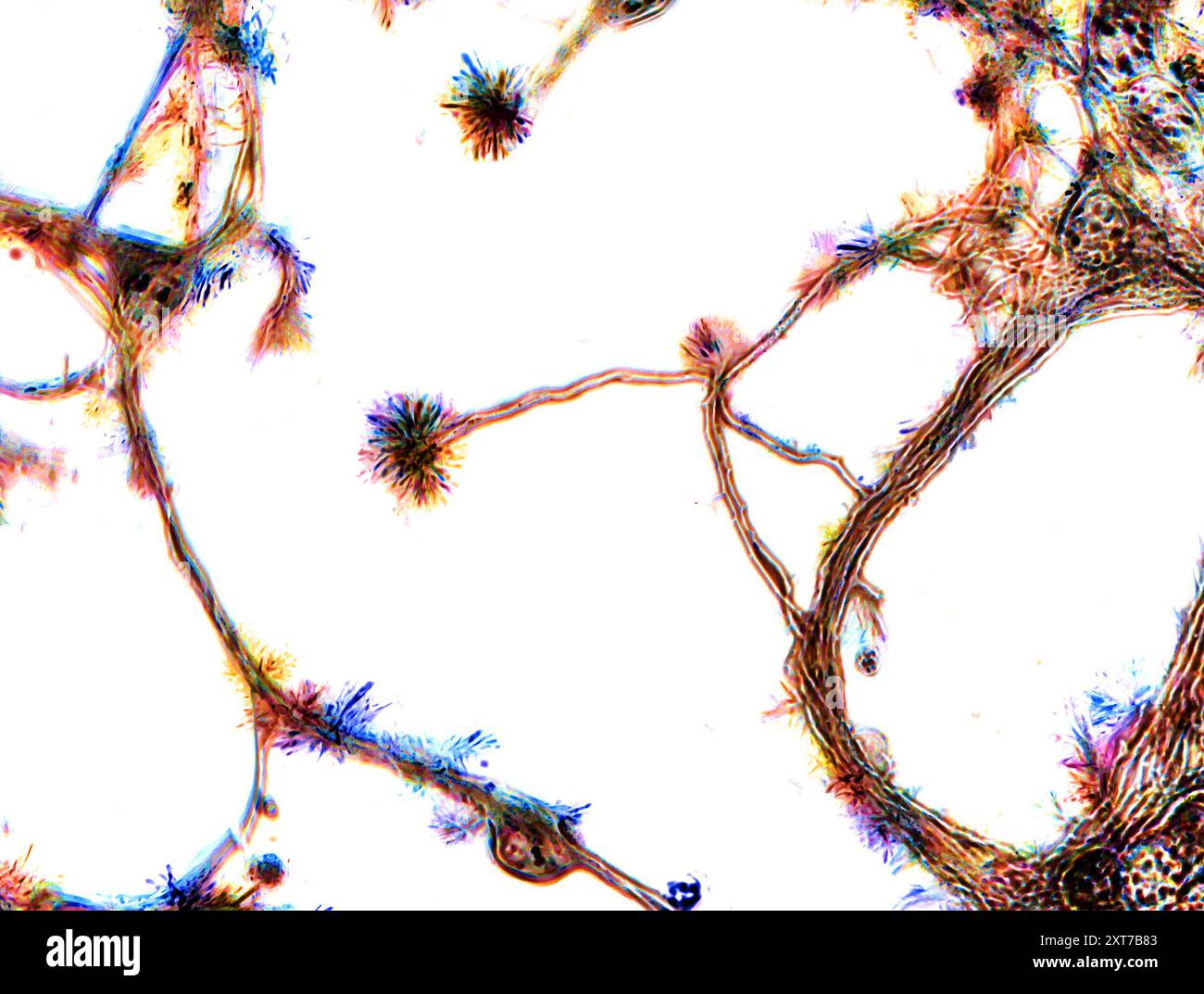 Differential interference contrast (DIC) light micrograph of developing ...