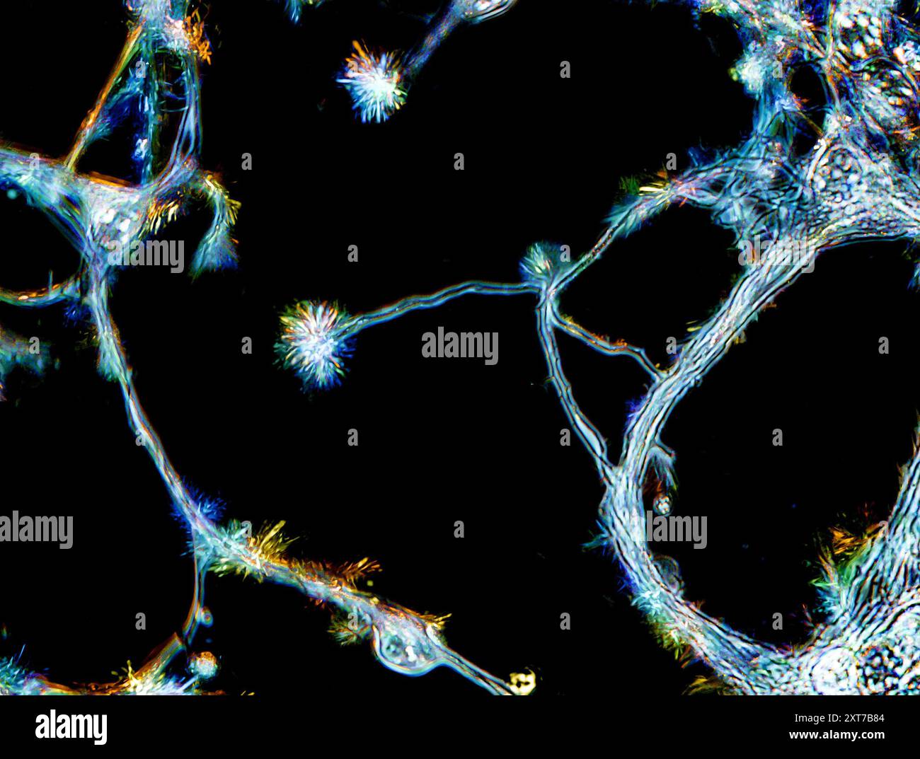 Differential interference contrast (DIC) light micrograph of developing ...