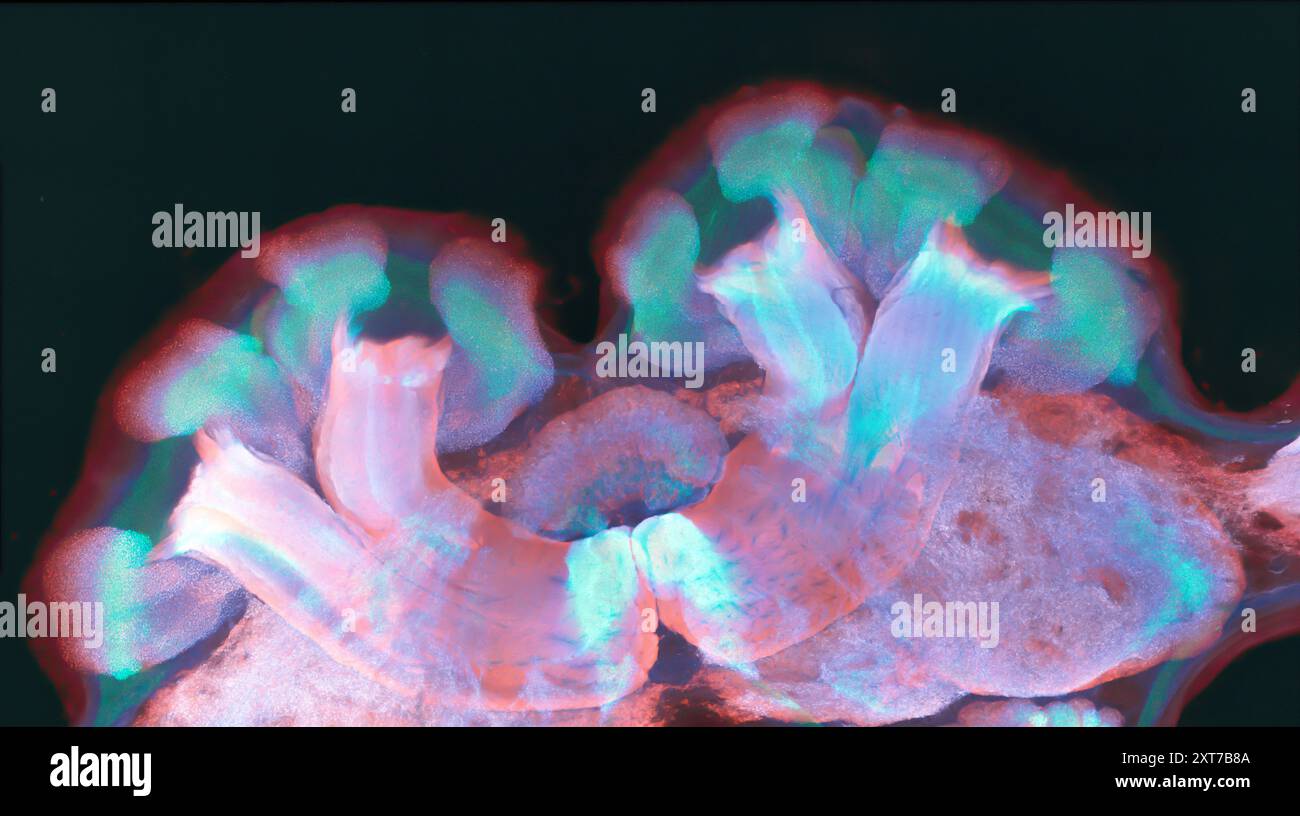 Confocal light micrograph of mushroom bodies in the brain of an ant ...