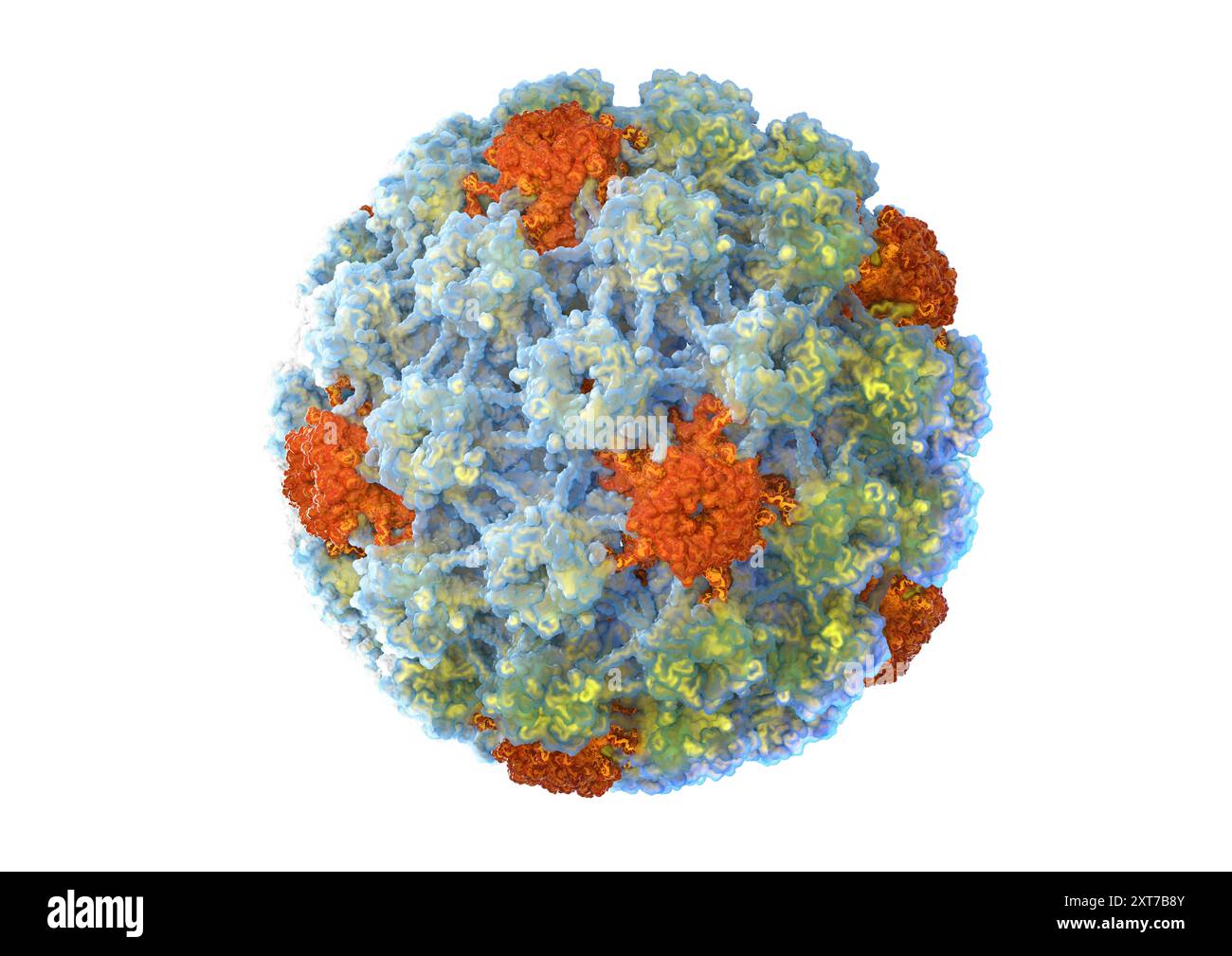 Illustration of a human papilloma virus (HPV) particle. HPV particles ...