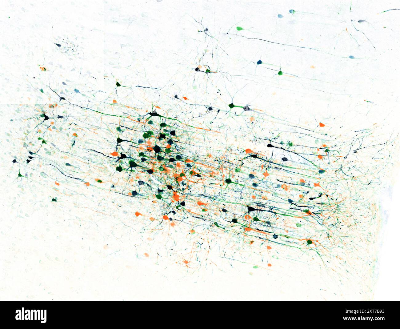 Confocal light micrograph of neurons (nerve cells) in a mouse (Mus sp ...