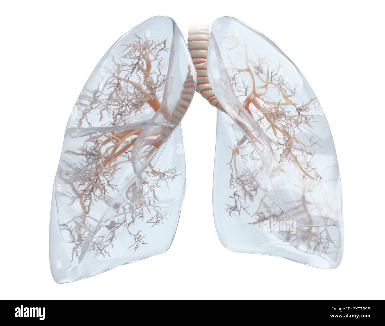 Illustration Of The Human Lung Anatomy Showing The Branching Of The
