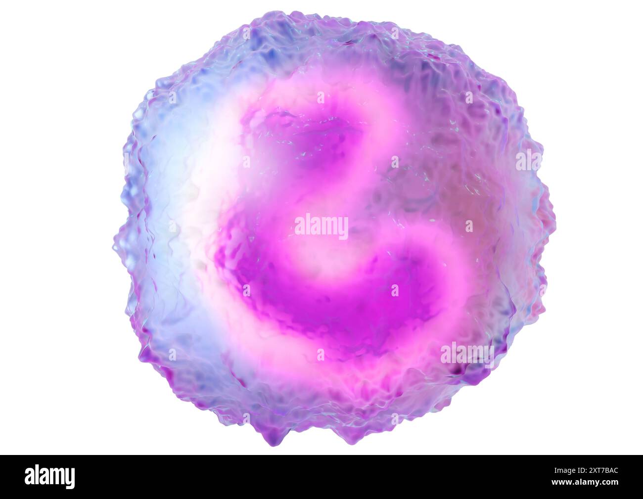 Illustration of monocytes, a type of leukocyte (white blood cell). They ...