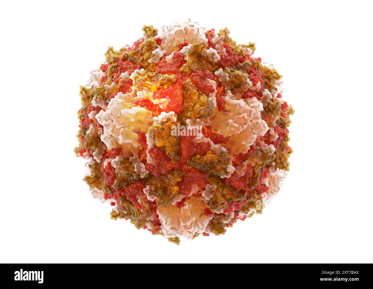 Illustration of a poliovirus particle. The poliovirus causes ...