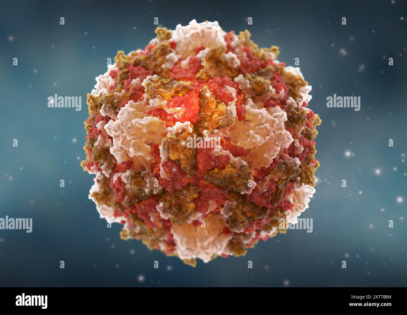 Illustration of a poliovirus particle. The poliovirus causes ...