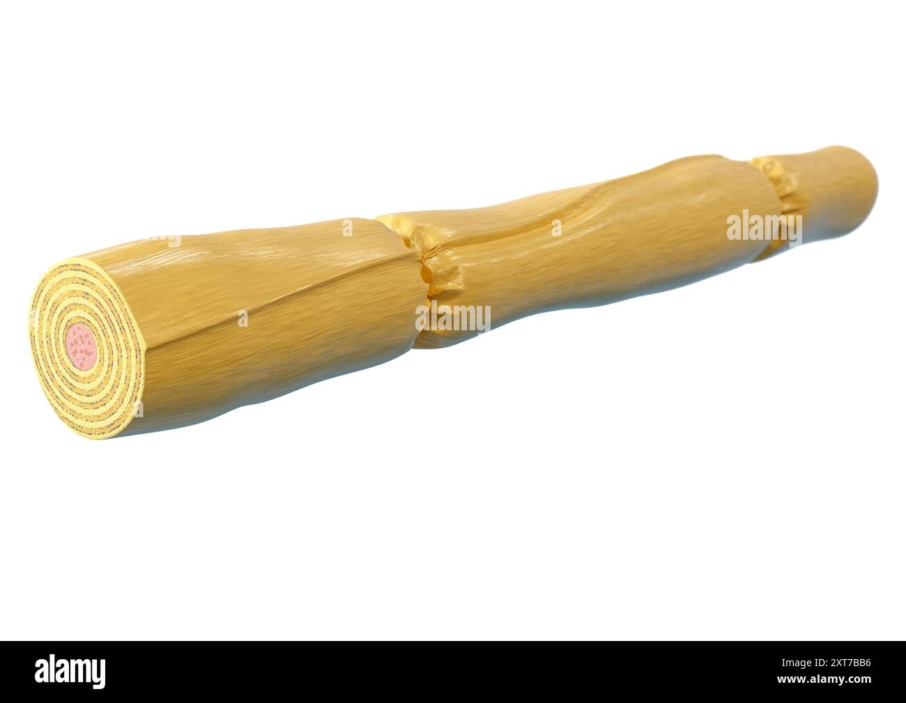Illustration of a myelinated nerve fibre. This type of nerve is ...