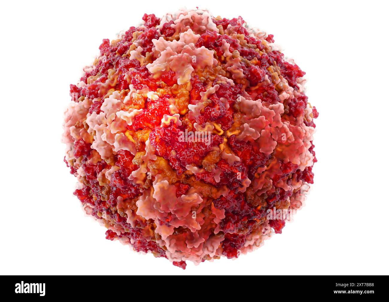 Illustration of a rhinovirus particle. This type of virus is the most ...