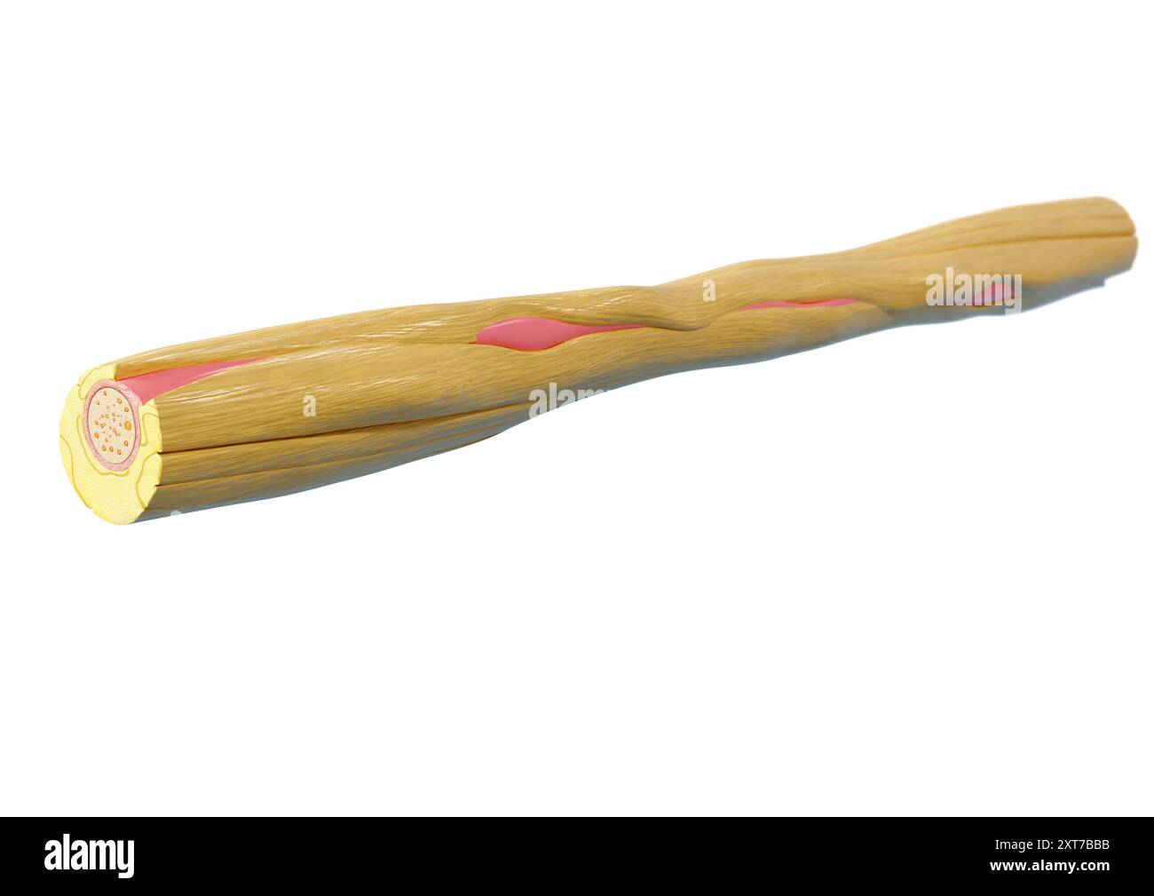 Illustration of a unmyelinated nerve fibre. This nerve fibre has no ...
