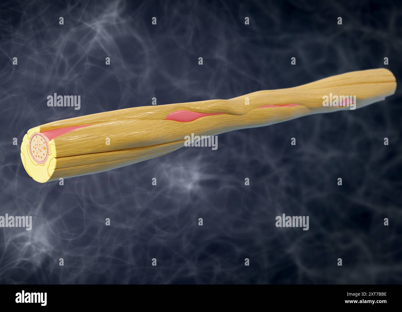 Illustration of a unmyelinated nerve fibre. This nerve fibre has no ...