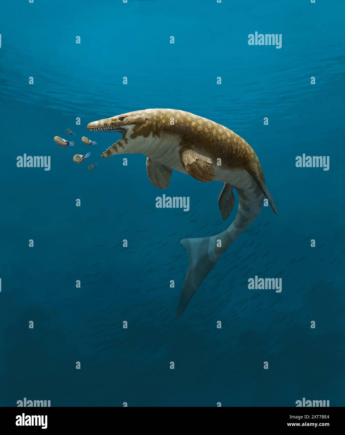 Illustration of a Platecarpus sp. mosasaur hunting ammonites. This ...